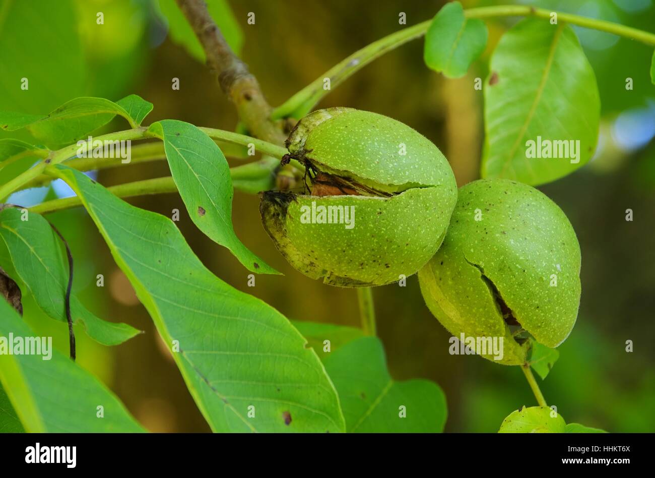 Large walnut tree hi-res stock photography and images - Alamy