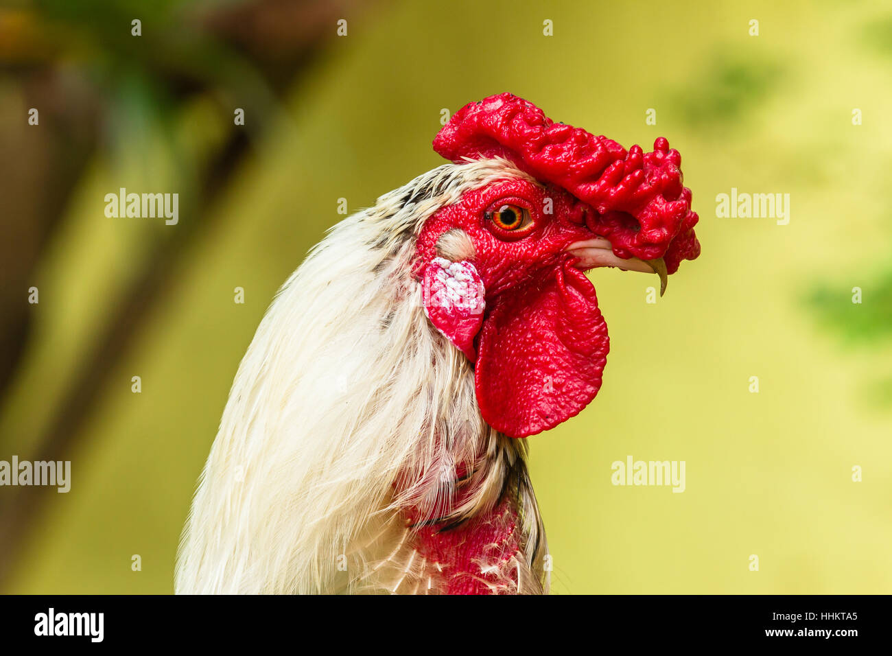 Chicken head meat hi-res stock photography and images - Alamy