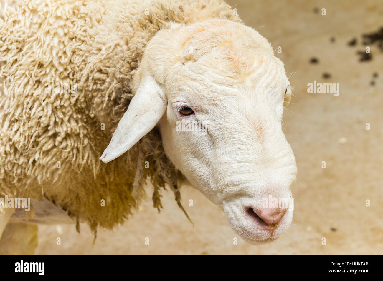 Sheep farm animal head portrait Stock Photo - Alamy