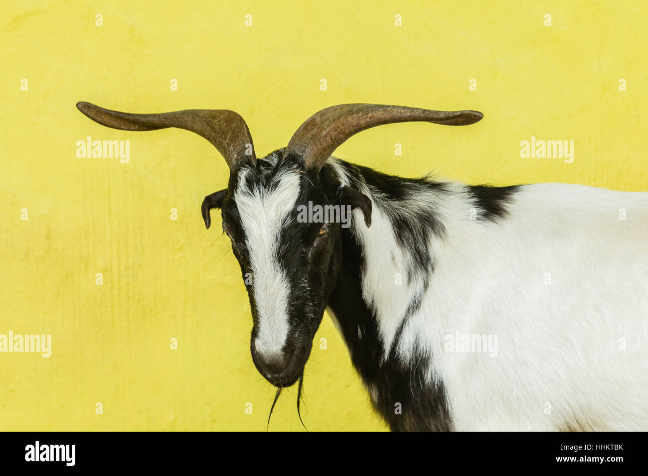 Goats male head horns animal portrait with yellow background wall Stock ...