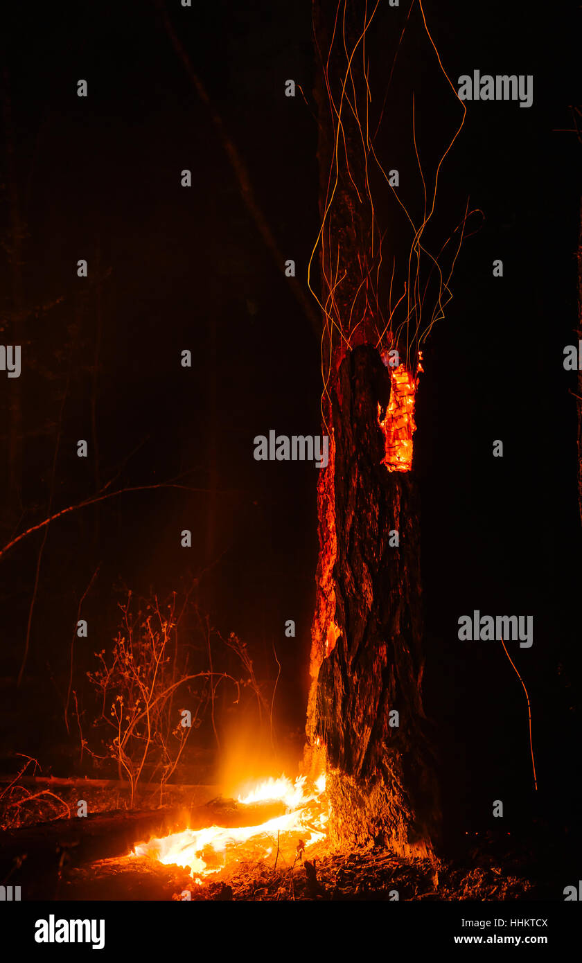 Wood burning during a forest fire - like a volcanic eruption Stock ...