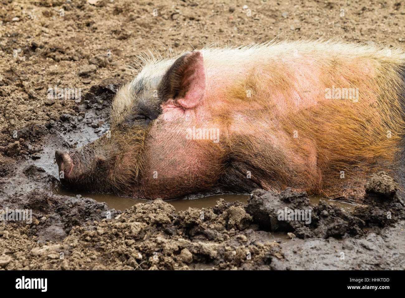 Pig farm animal in mud water pool Stock Photo - Alamy