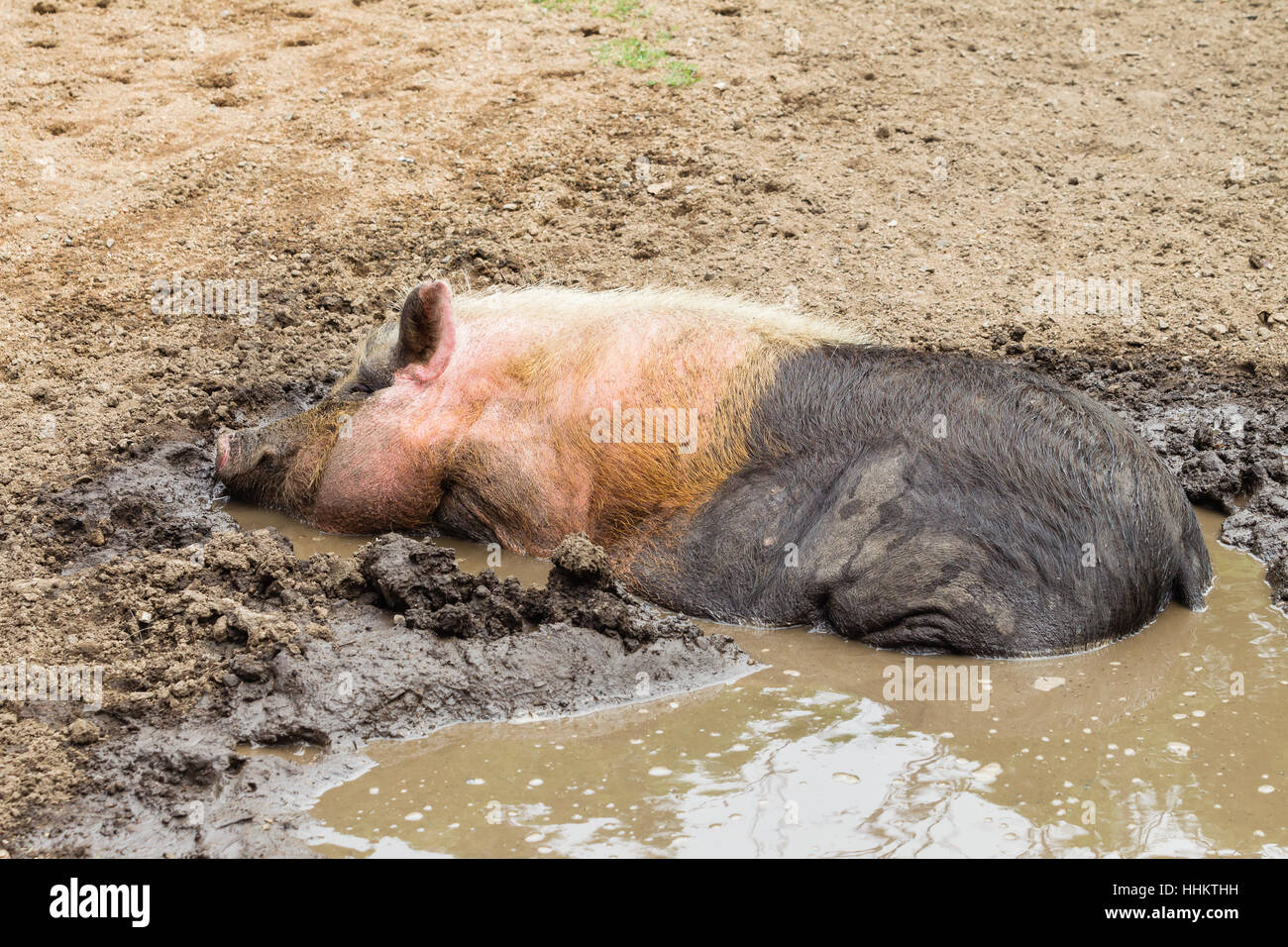 Pig farm animal in mud water pool Stock Photo - Alamy