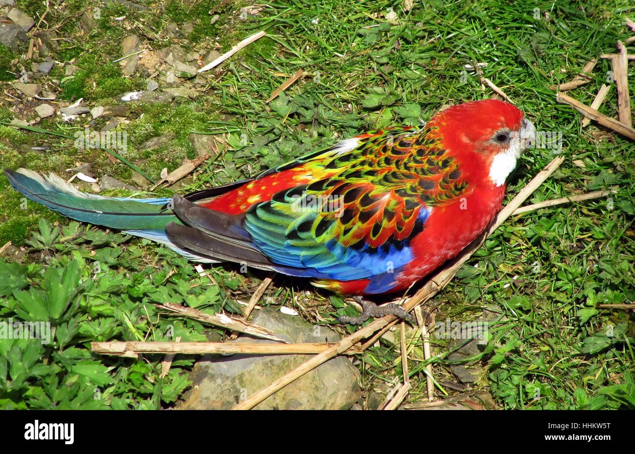 bird, birds, parakeet, bird, birds, parakeet, rosellasittich Stock ...