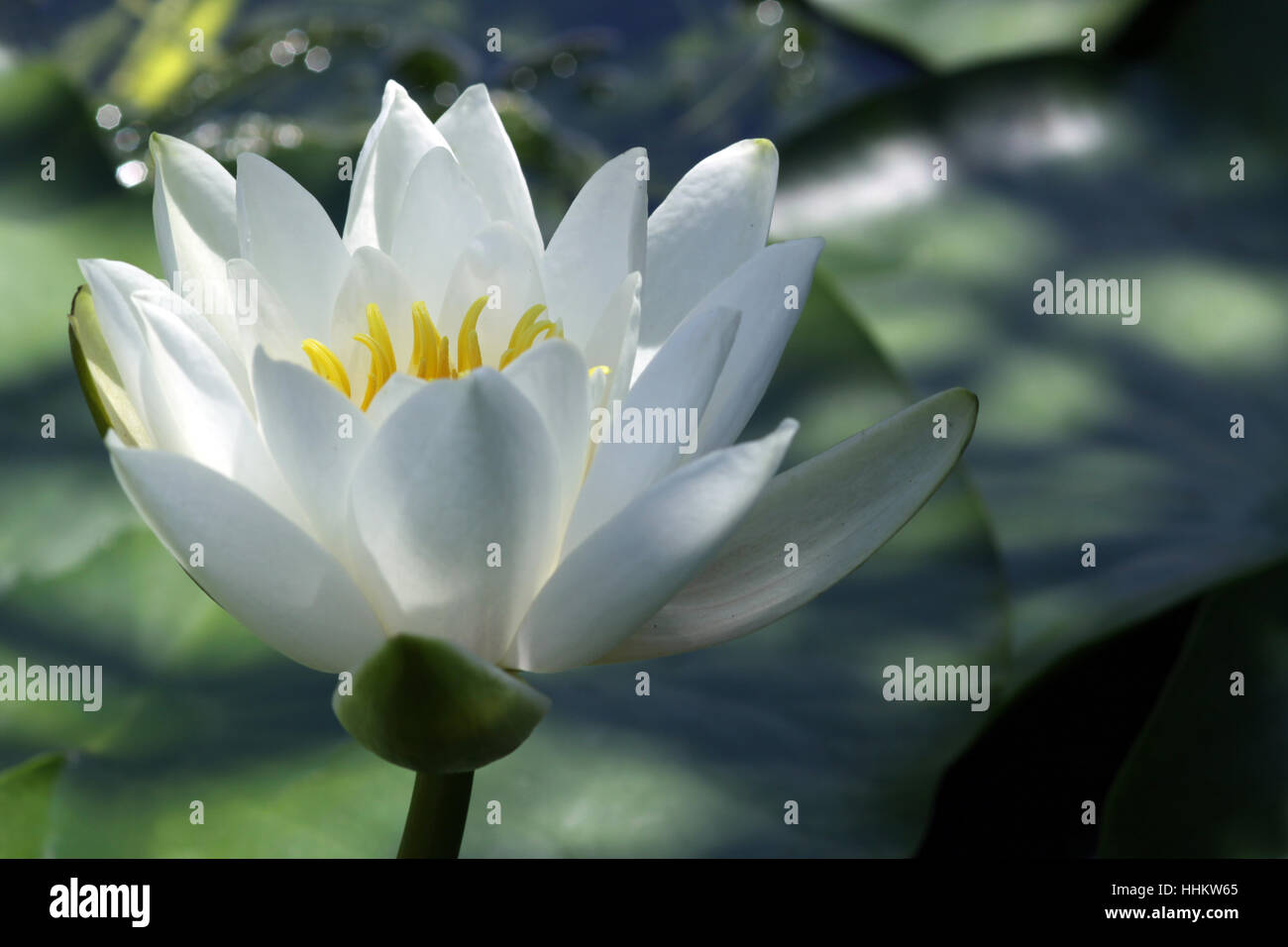 white water lily Stock Photo - Alamy