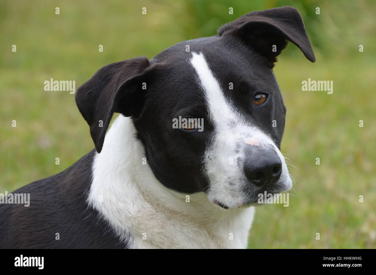 Black oscar dog hi-res stock photography and images - Alamy