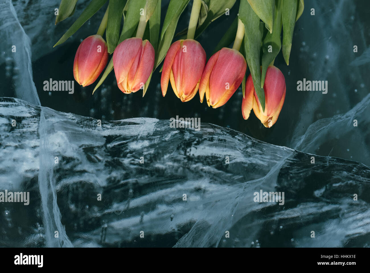 Beautiful tulips on pure ice. One of the cleanest and most beautiful ...
