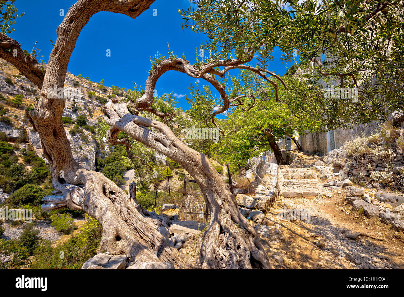 Old olive trees in Pustinja Blaca hermitage, Brac island in Croatia ...