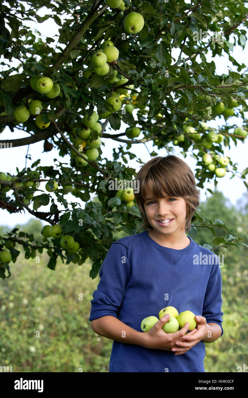boy holding hand full of apples Stock Photo - Alamy
