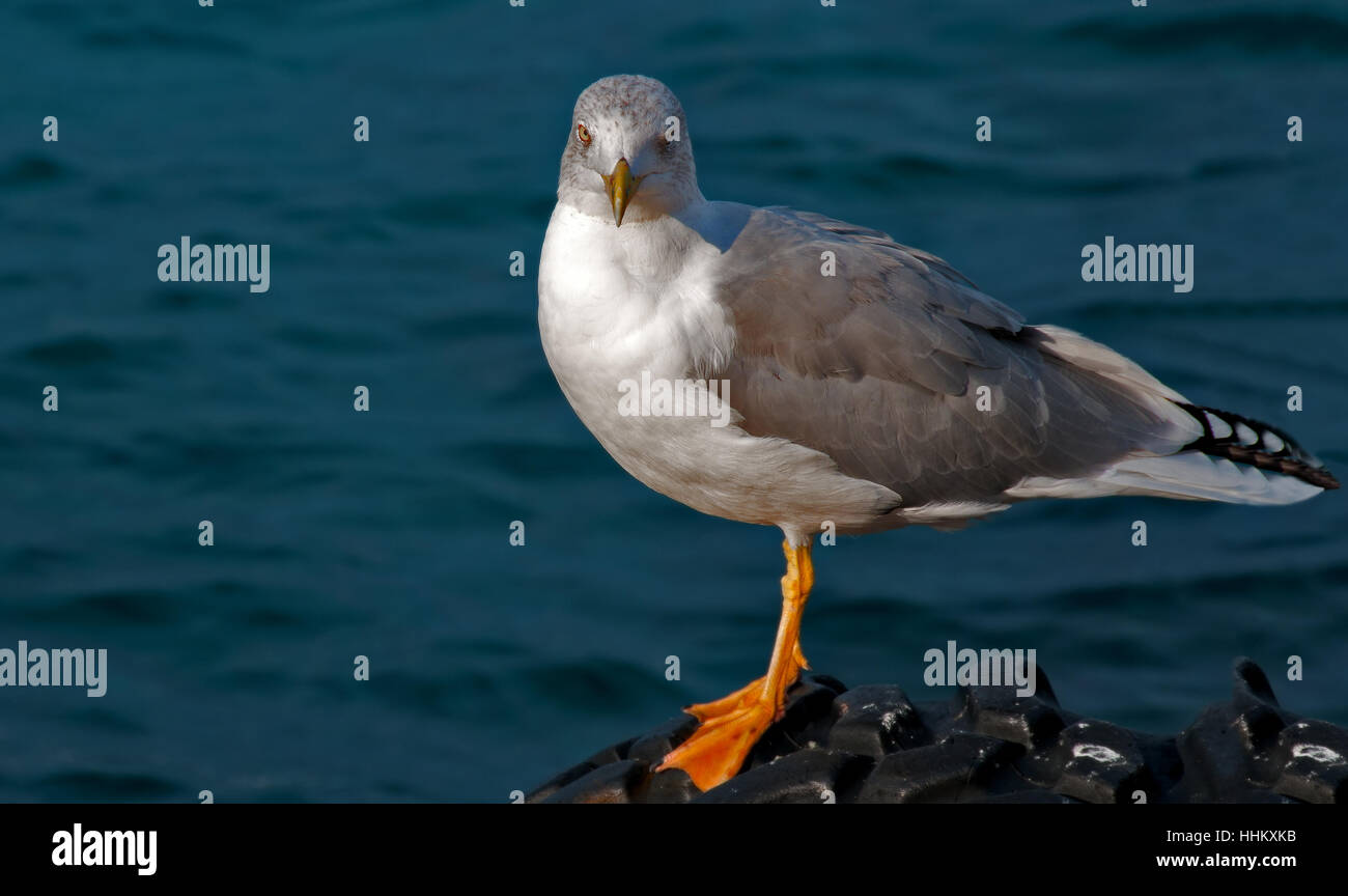 bird, birds, flora, salt water, sea, ocean, water, nature, seagull ...