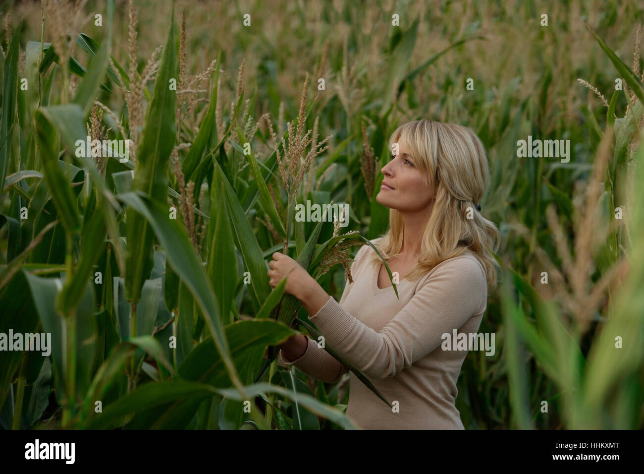woman standing amid corn stalks Stock Photo - Alamy