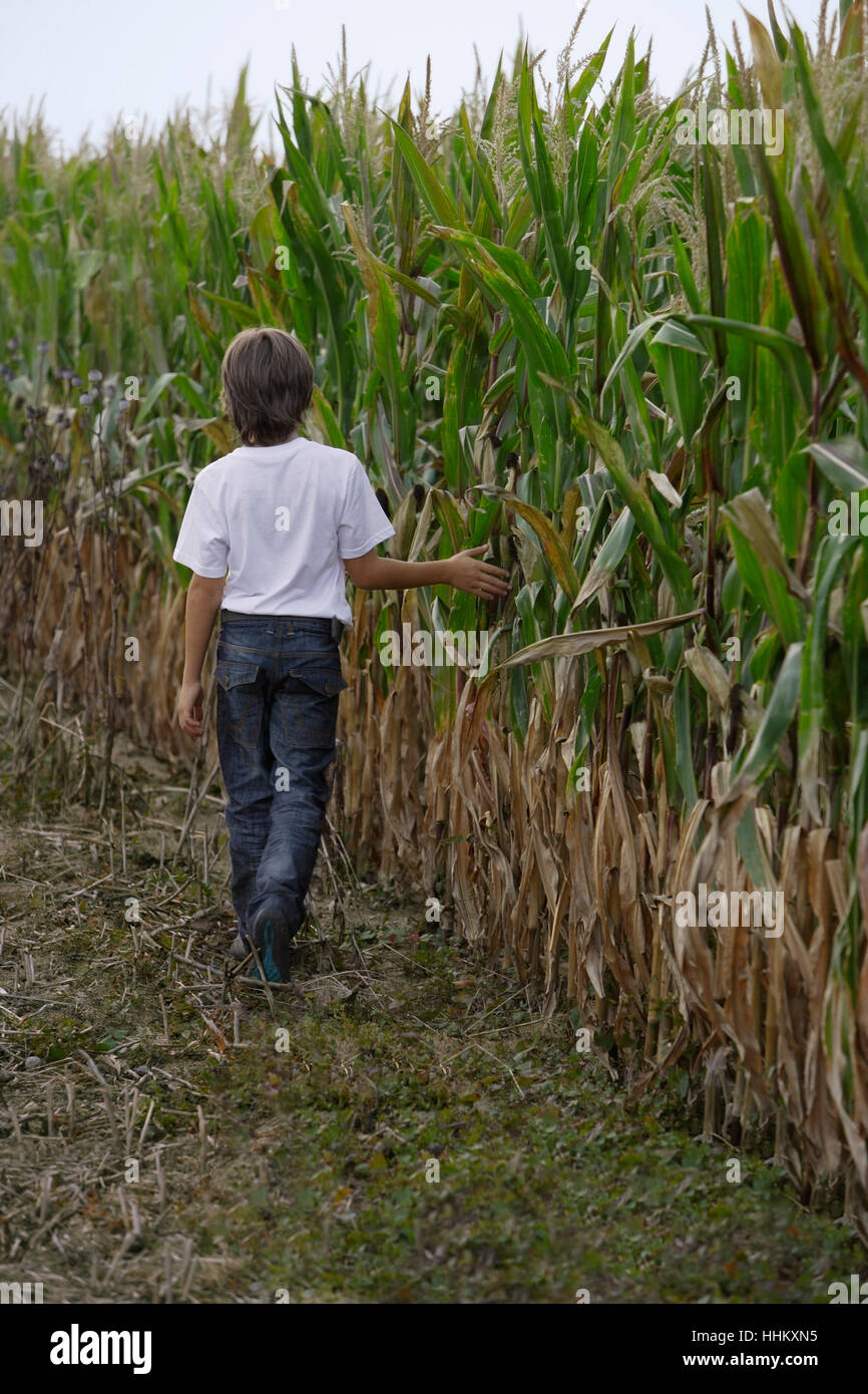 boy walking along corn field Stock Photo - Alamy
