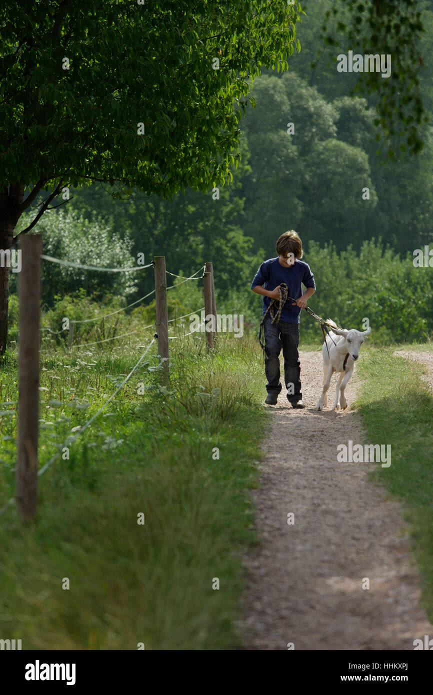 boy walking with stubborn goat Stock Photo - Alamy