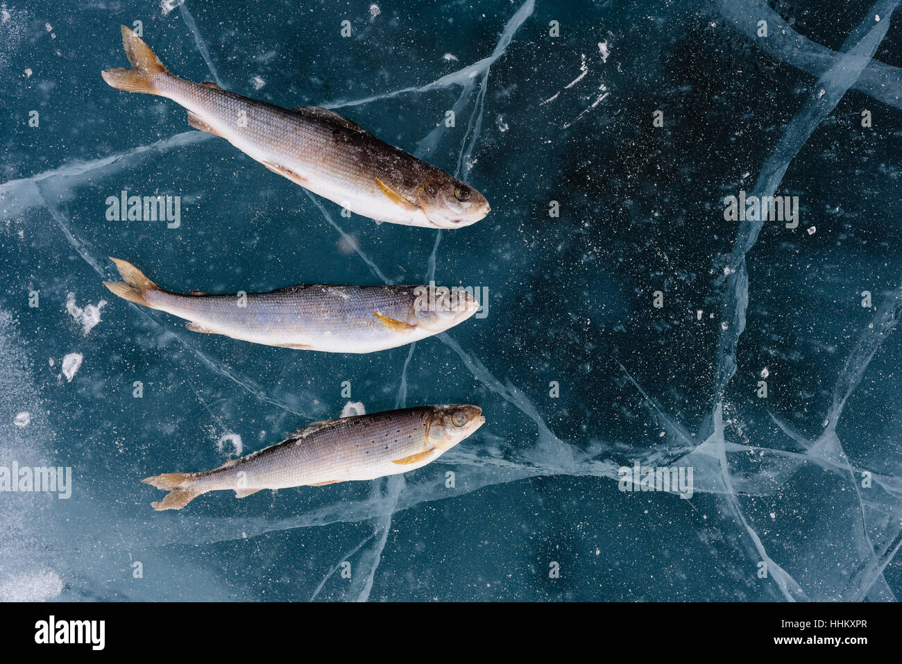 Winter fishing on Lake Baikal. Catching perch and grayling in the clean ...