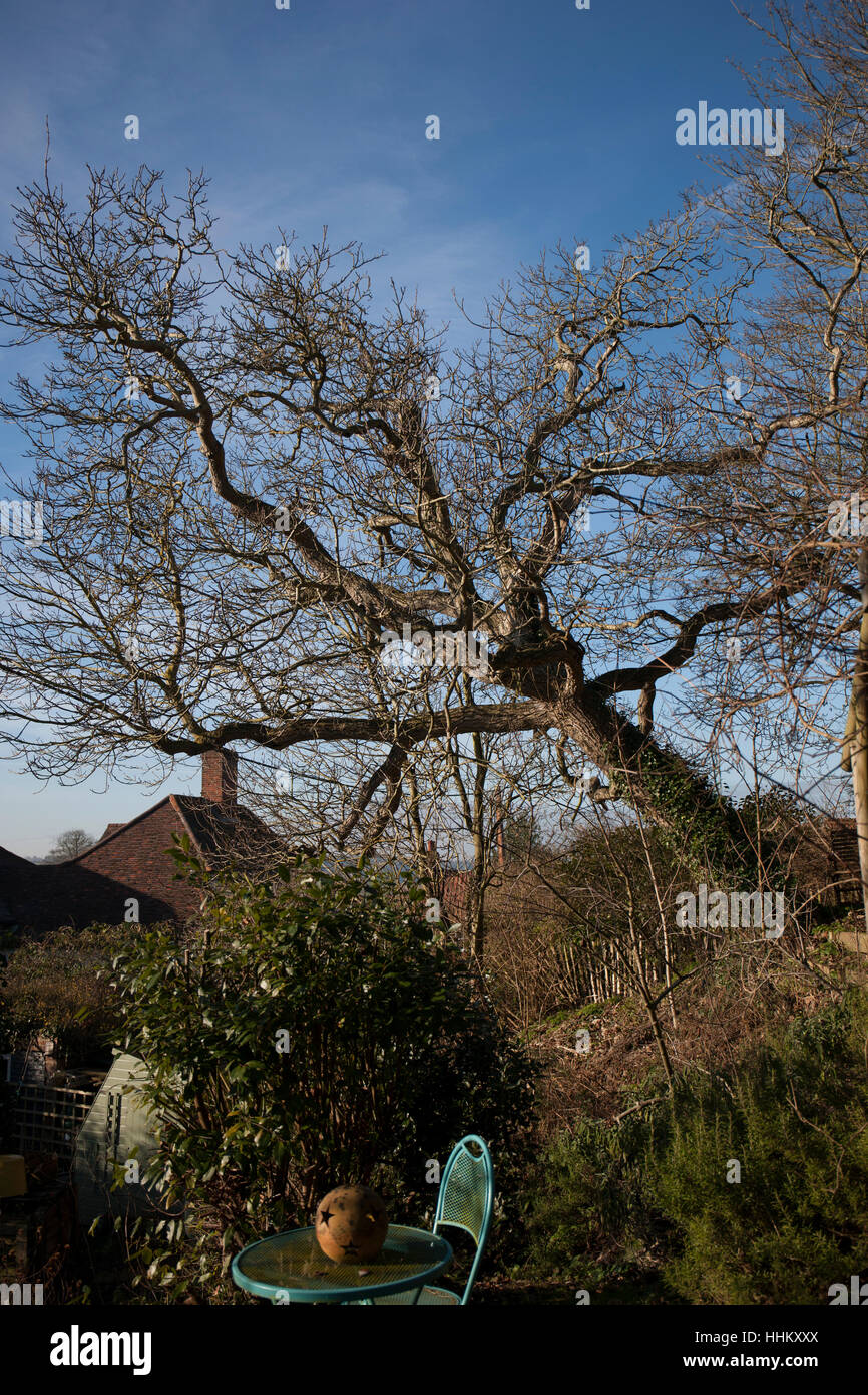 Old Walnut tree in garden Stock Photo - Alamy