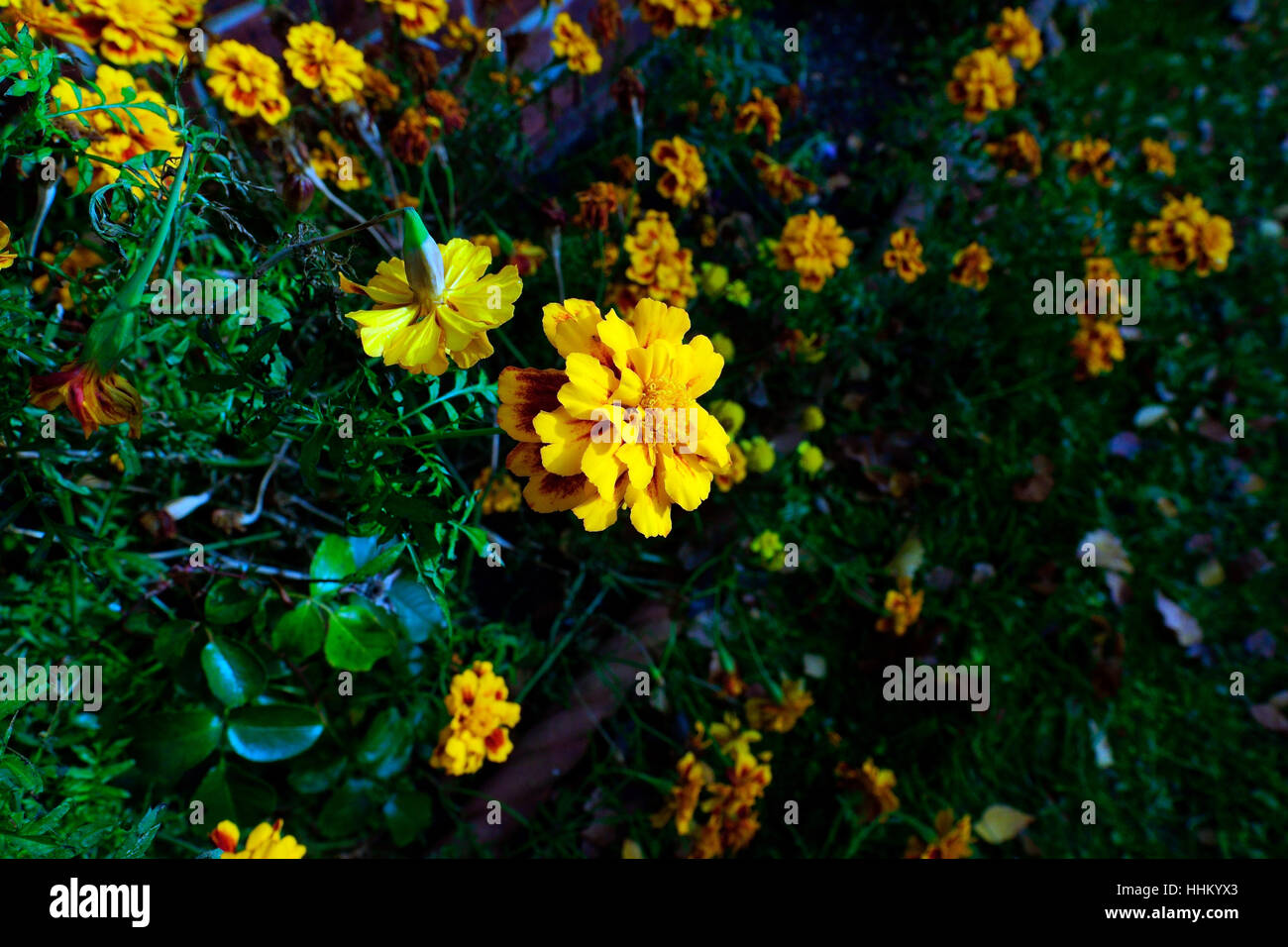 MARIGOLD IN THE SUN BLOOMING Stock Photo - Alamy