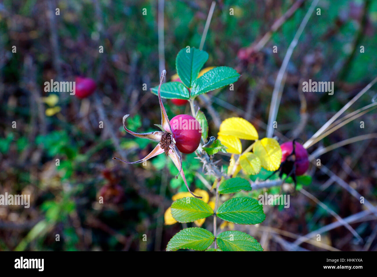 Hedge row rose hi-res stock photography and images - Alamy