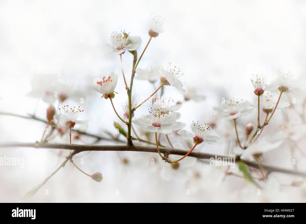 The delicate white, spring blossom of the wild cherry tree - Prunus ...