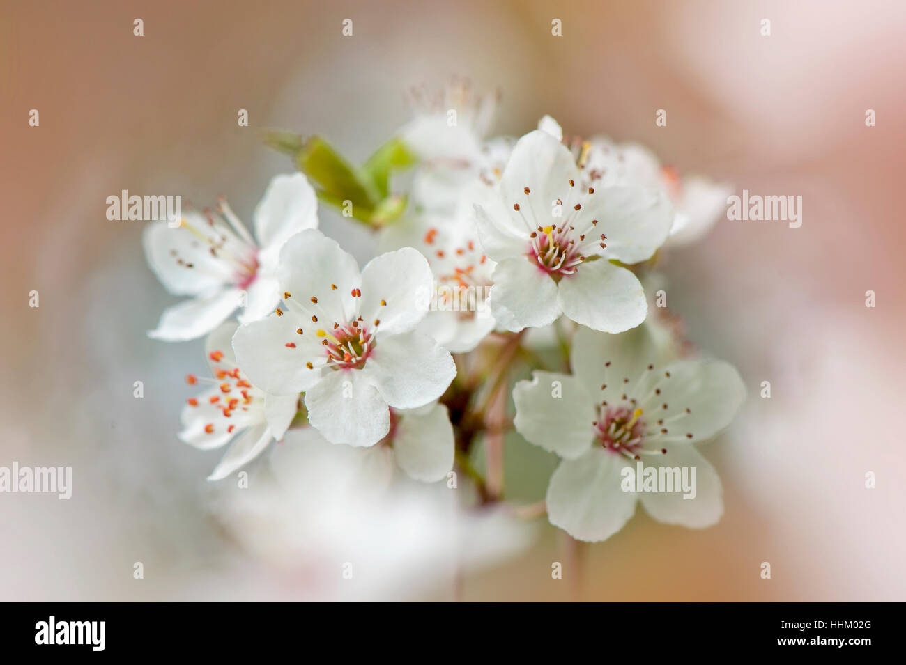 The delicate white, spring blossom of the wild cherry tree - Prunus ...