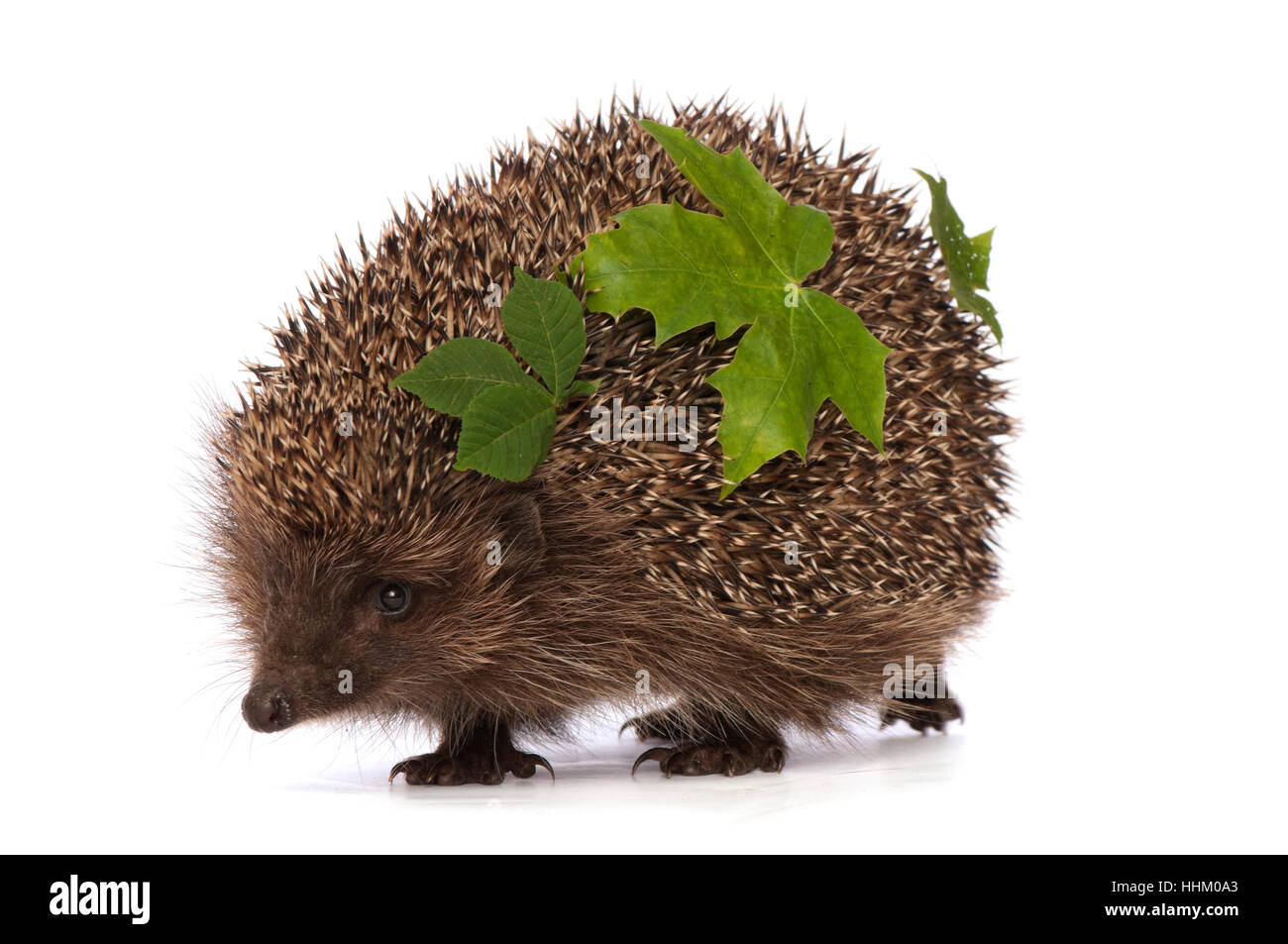 animal, mammal, wildlife, wise, attentive, alert, friendly, teachably ...