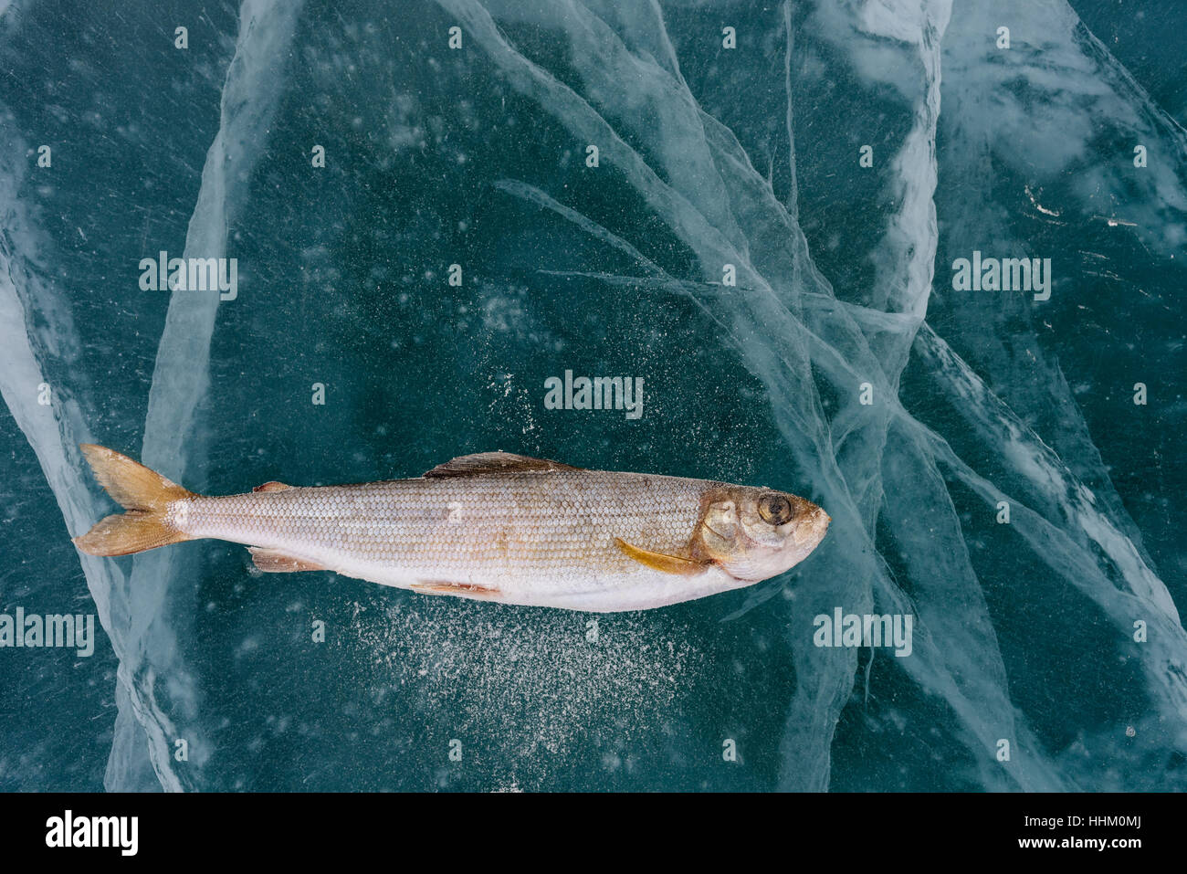 Winter chub fishing hi-res stock photography and images - Alamy
