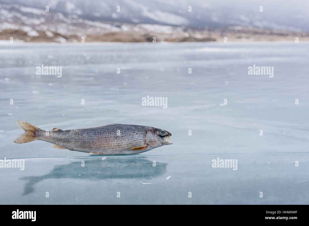 Winter chub fishing hi-res stock photography and images - Alamy