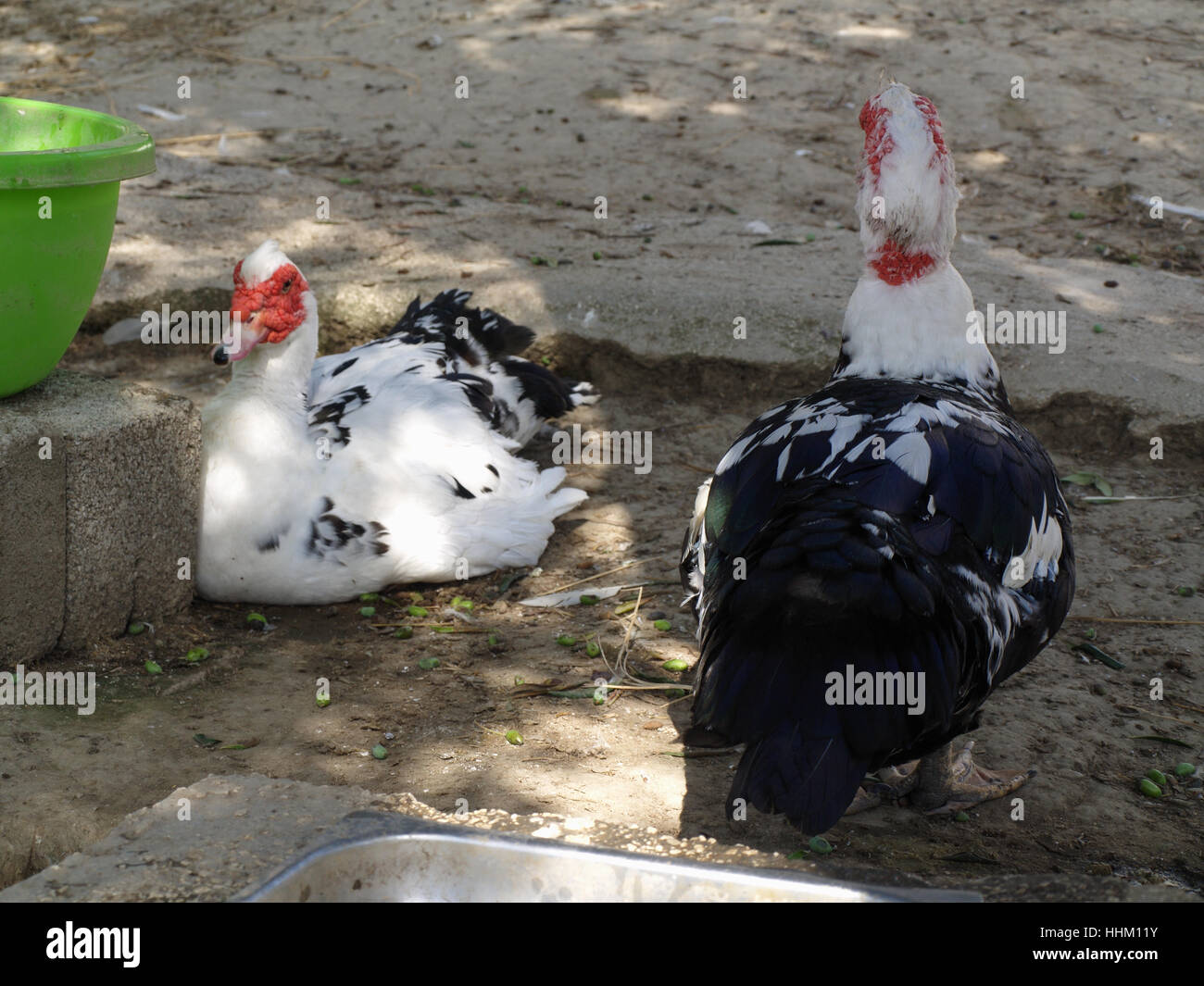 Two pet Muscovy Ducks in small holding in Corfu Greece Stock Photo - Alamy