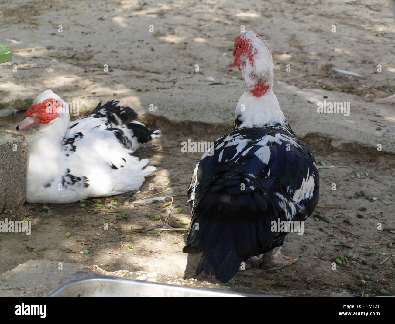 Two pet Muscovy Ducks in small holding in Corfu Greece Stock Photo - Alamy