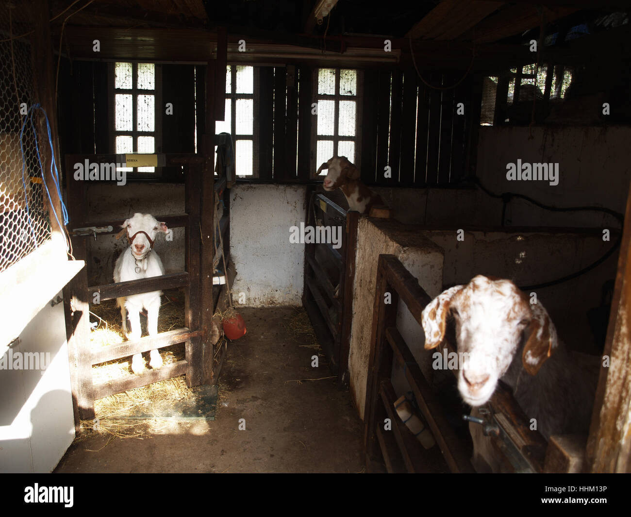 Three goats in pen Stock Photo - Alamy
