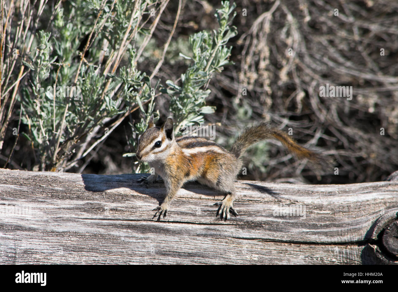 Side profile of chipmunk hi-res stock photography and images - Alamy