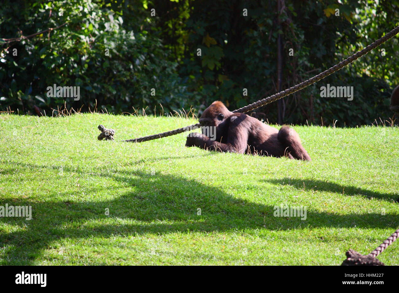 monkeys in the zoo Stock Photo - Alamy