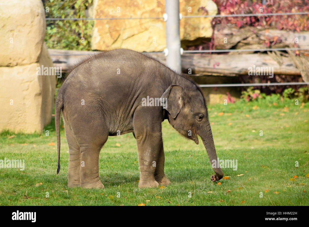 Asian elephant calf in the zoo Stock Photo - Alamy