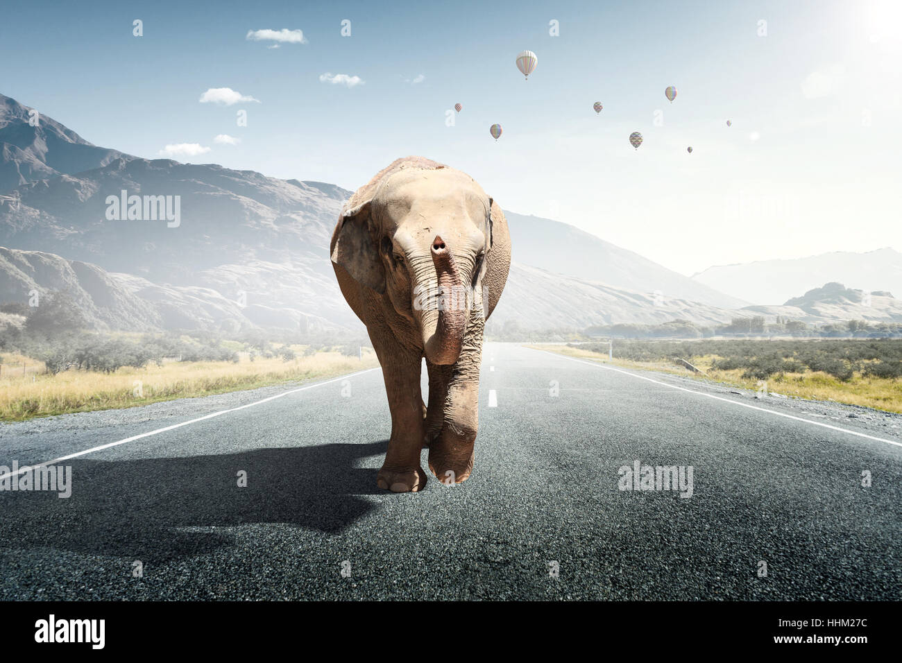 Big elephant animal walking on asphalt road Stock Photo - Alamy