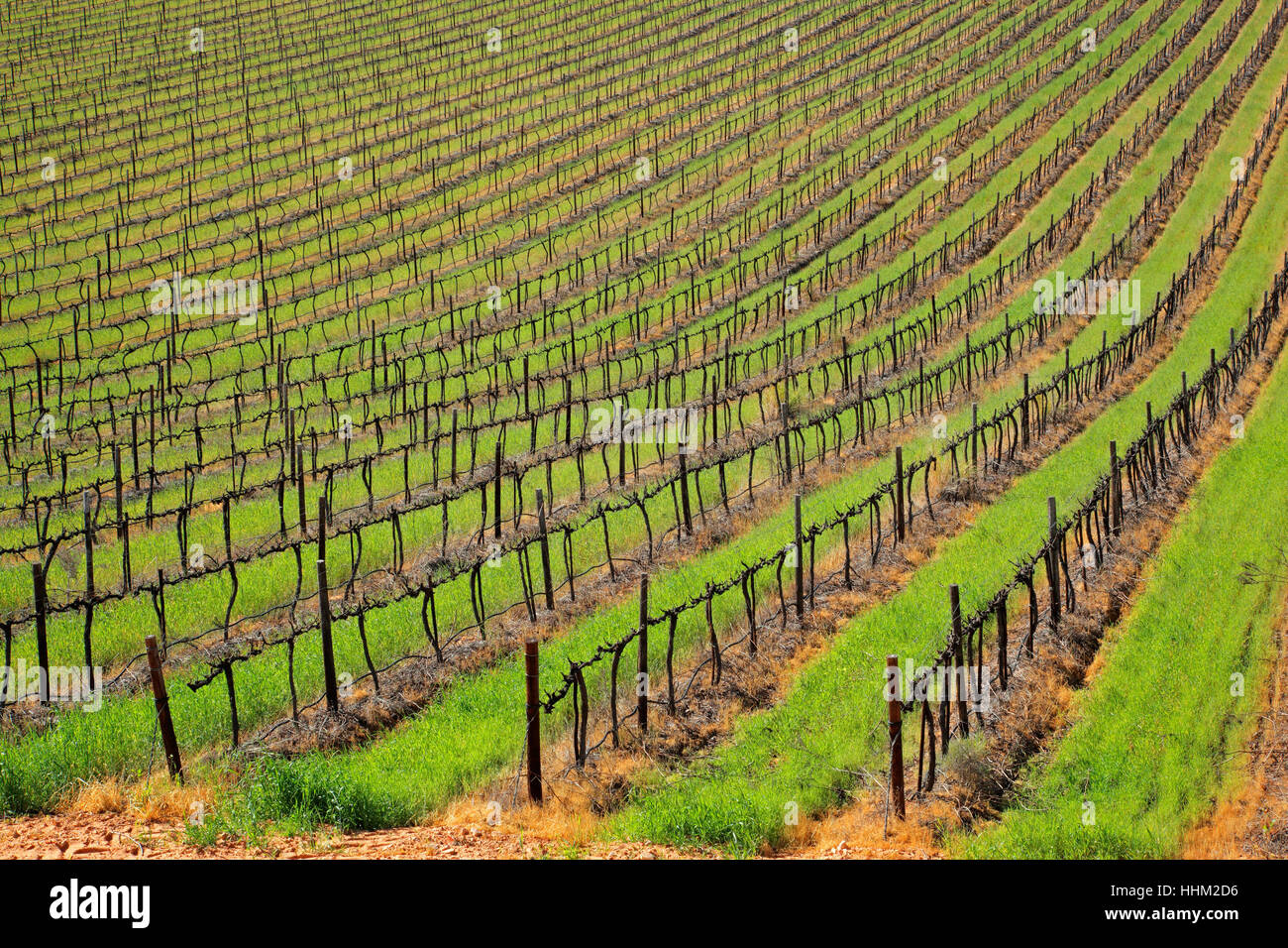 agriculture, farming, vineyard, cultivation, farm, wineyard, vine ...