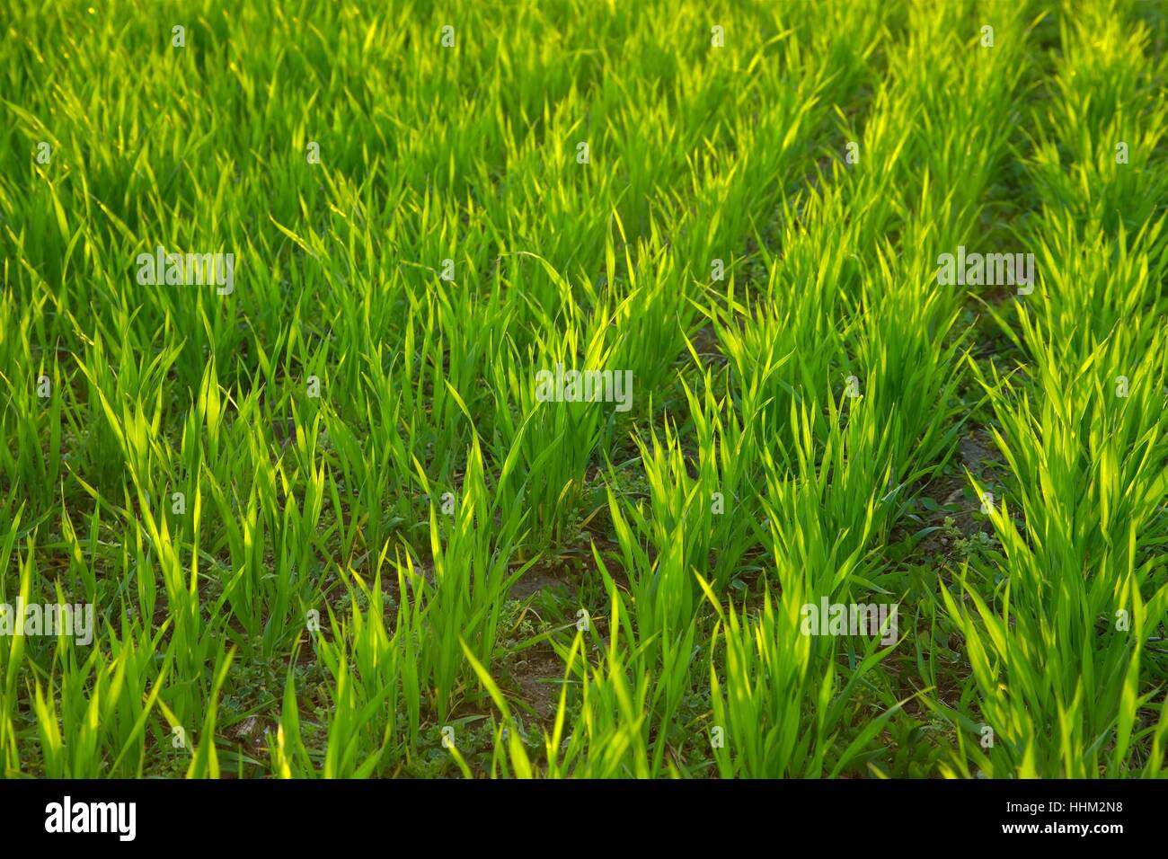 agriculture, farming, field, spring, wheat, lawn, green, fresh, nature ...