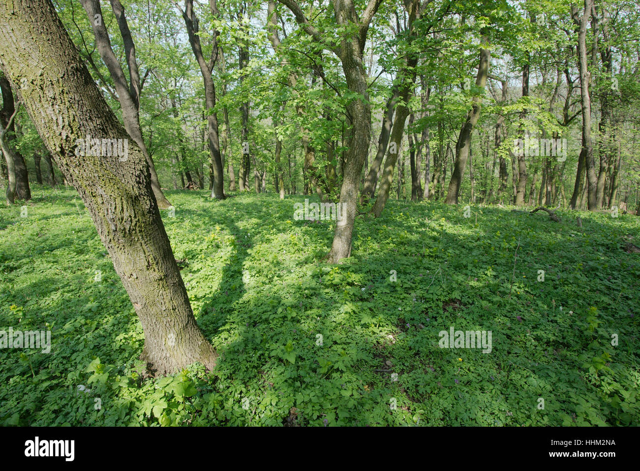 summer, summerly, outdoor, woods, lawn, green, forest, nature, walk, go ...