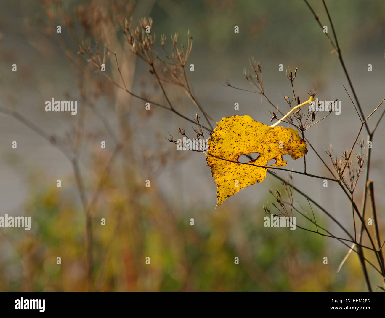 autumn foliage, autumn colouring, fallen off, page, sheet, leaves ...