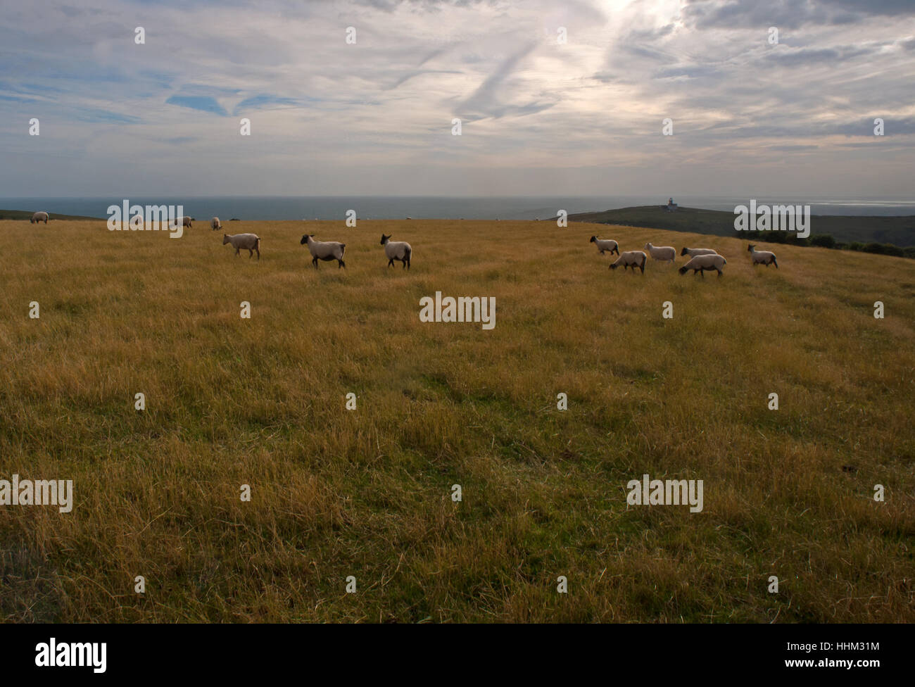 Sheep of the sea hi-res stock photography and images - Alamy