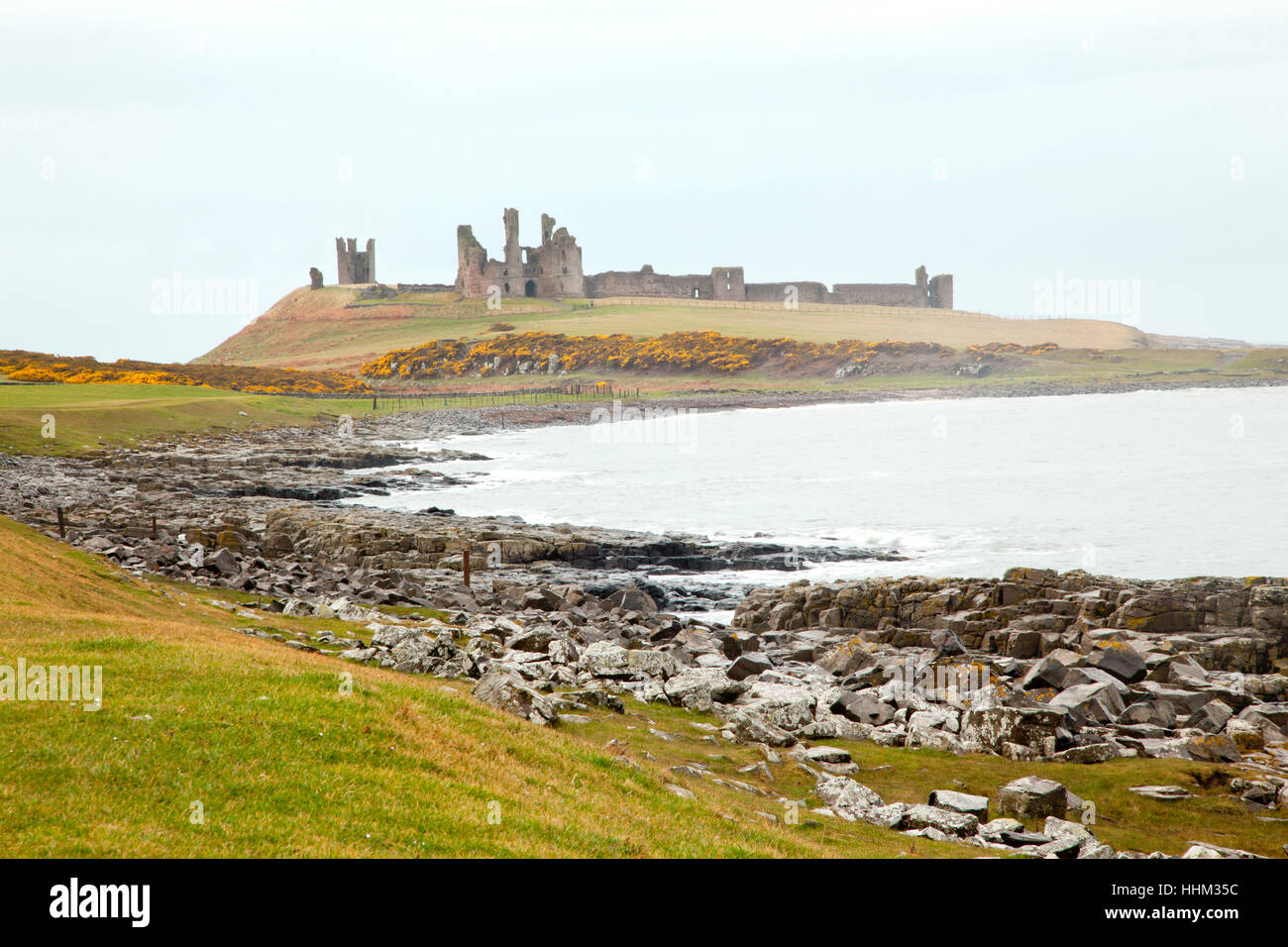 flower, plant, field, ruin, england, coast, castle, chateau, blue ...