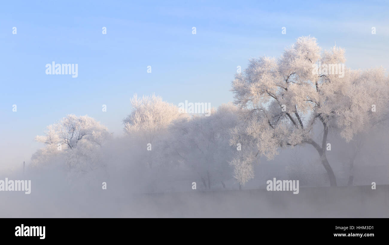Frozen fog formed into ice on the tree branches which is known as rime ...