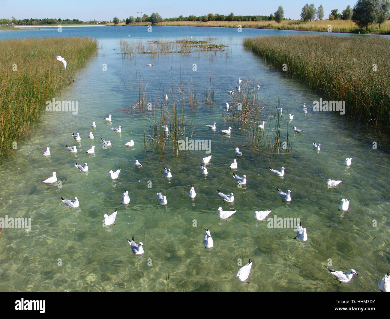 park, bird, birds, fresh water, lake, inland water, water, nature, park ...
