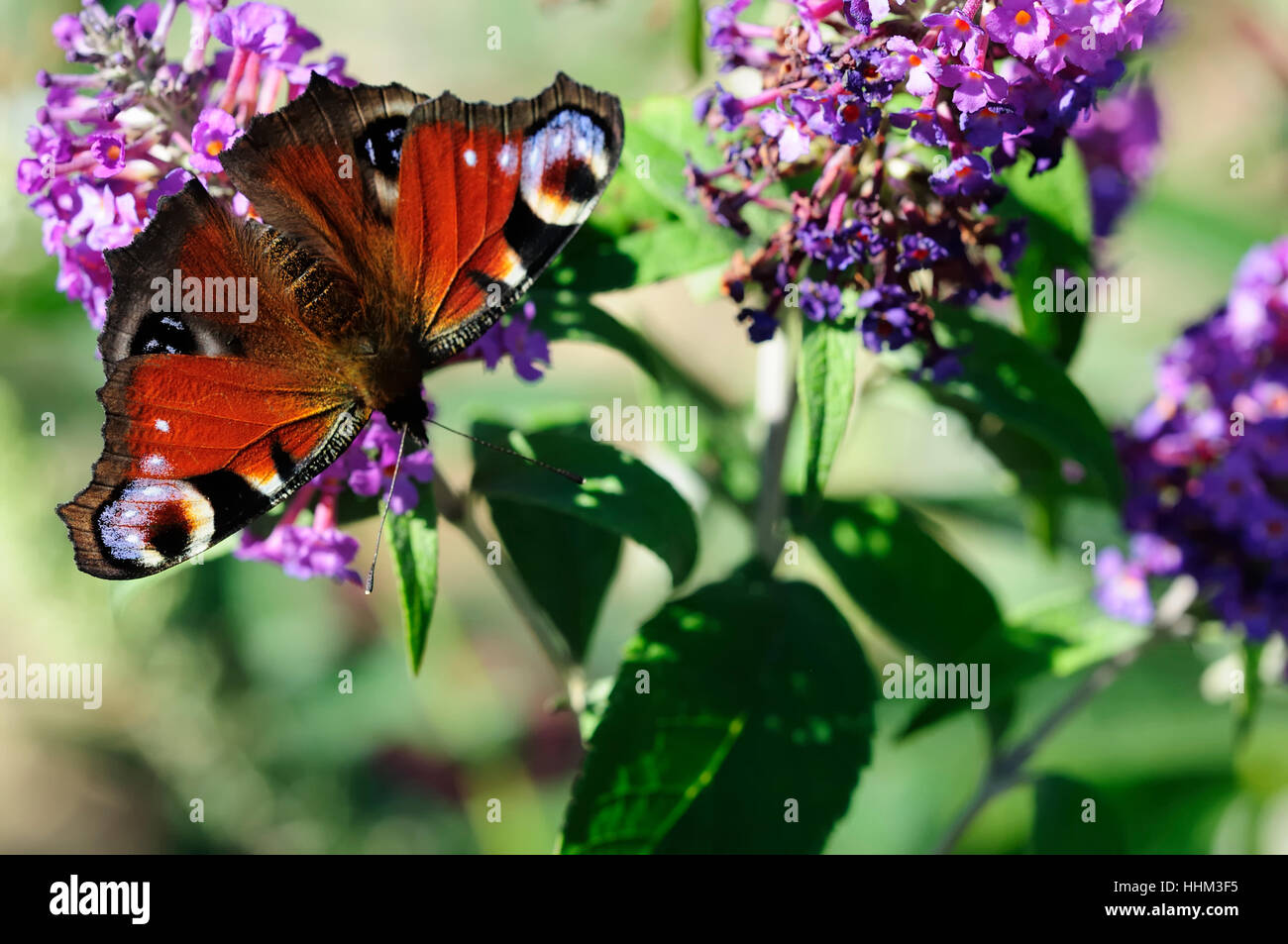 buzz with butterfly Stock Photo - Alamy