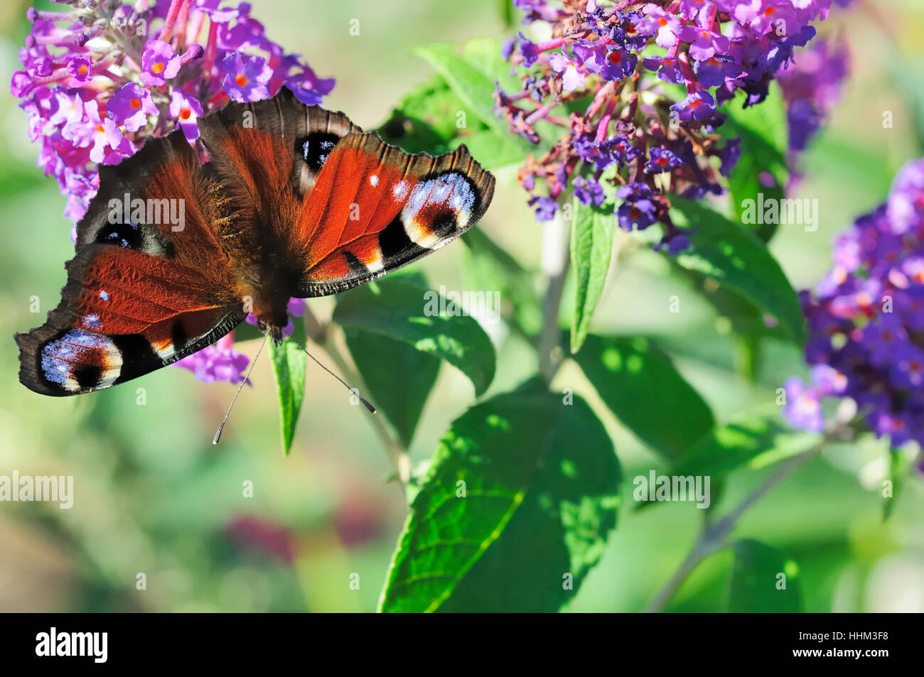 buzz with butterfly Stock Photo - Alamy