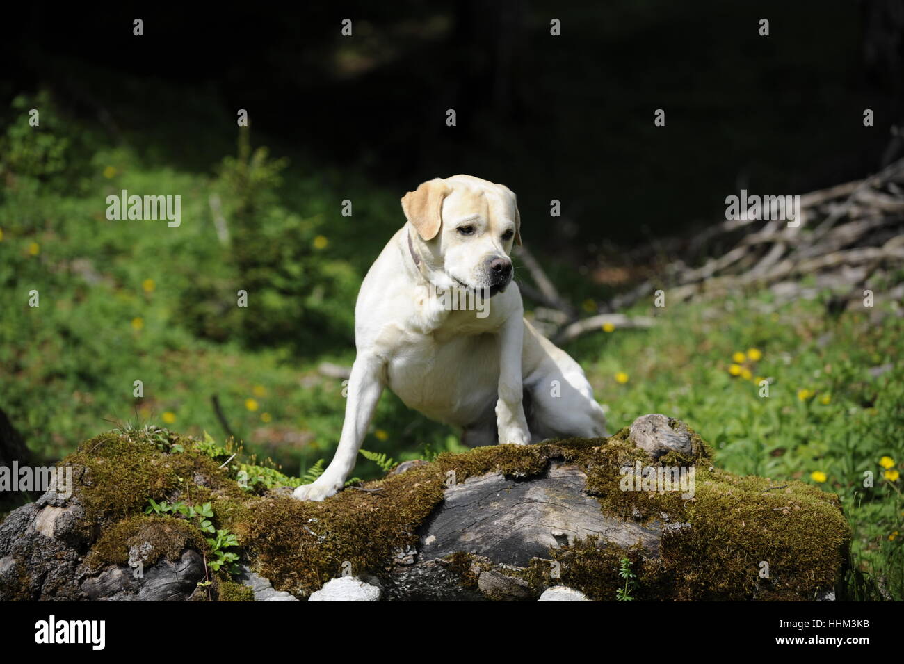 tree, animal, pet, wood, trunk, male, masculine, dog, rise, climb ...