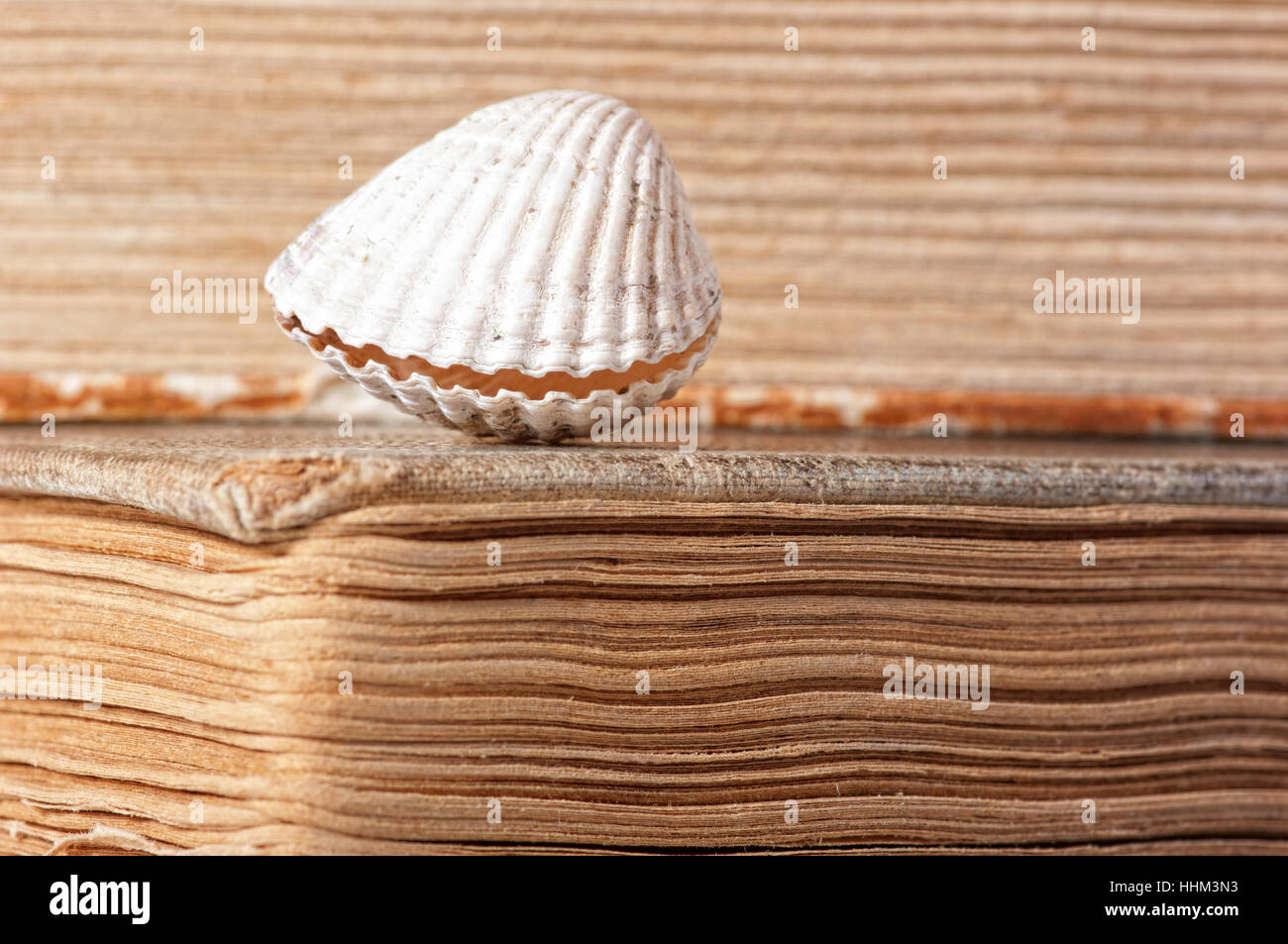 shell, library, card, page, bookpage, reading room, mussel, sheet of ...