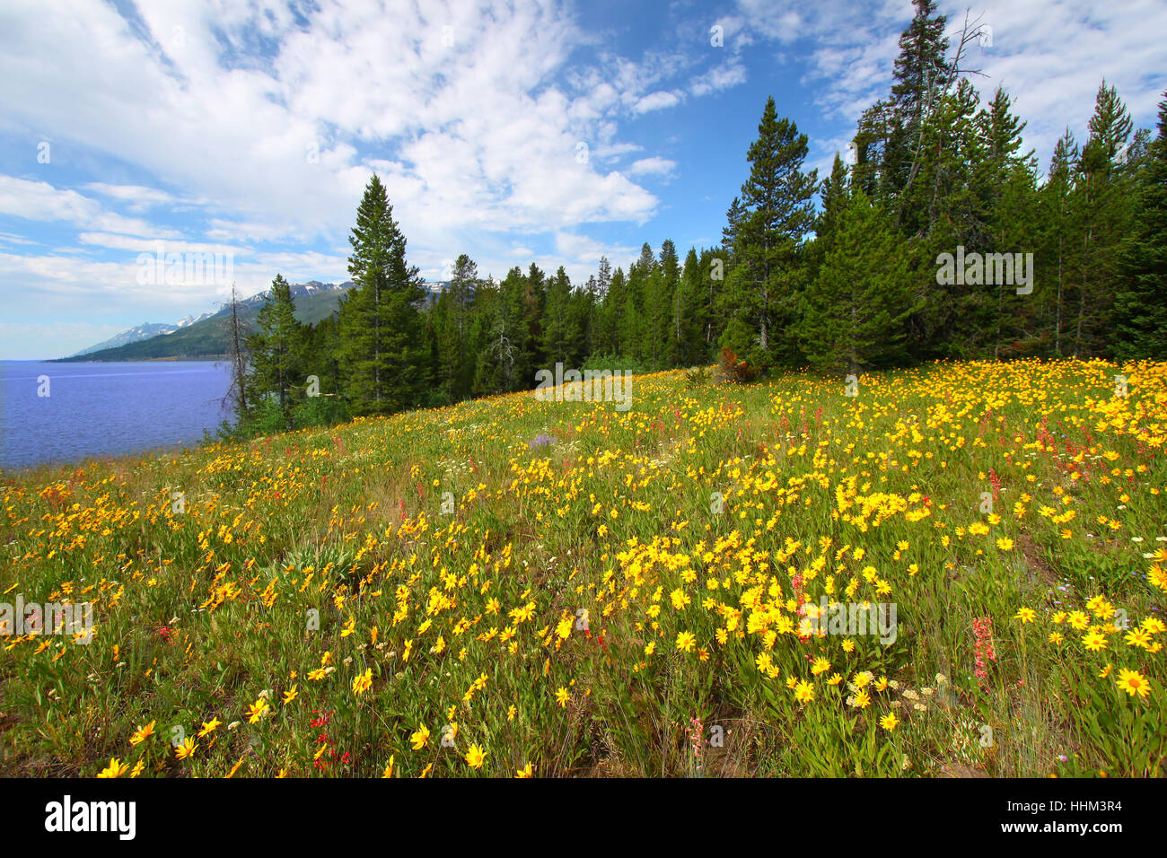 park, flower, plant, dapper, accosting, pretty, prettily, prettier ...