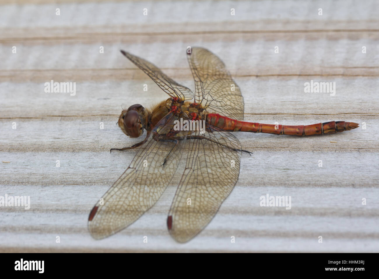 insect, fauna, dragonfly, common, wings, darter, fly, flies, flys ...