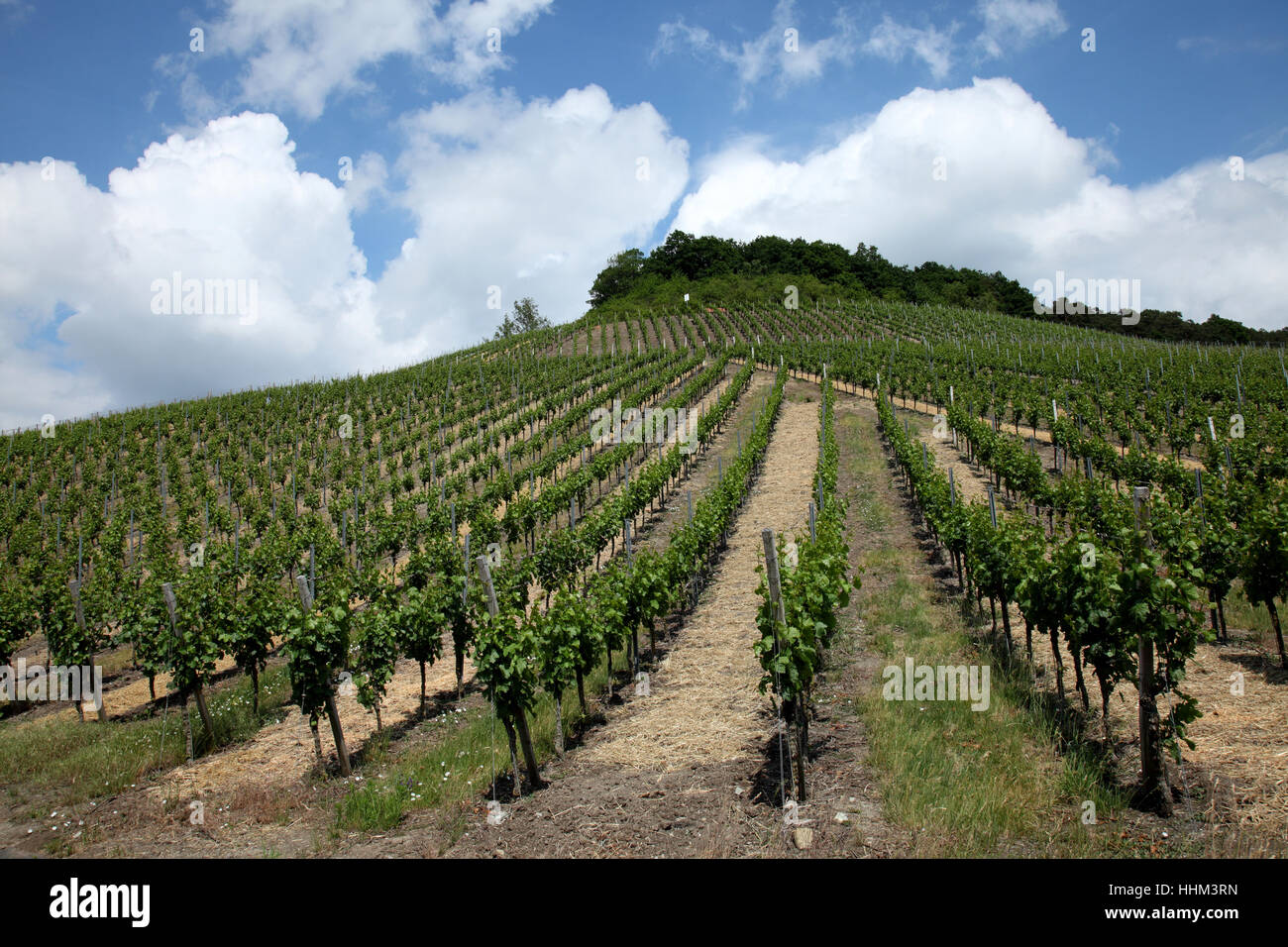 vineyard, francs, vineyard, germany, german federal republic, clouds ...