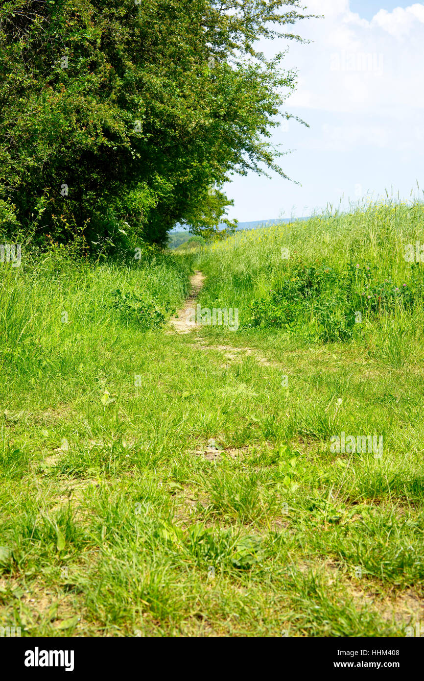 summer, summerly, path, way, meadow, grass, lawn, green, outdoors ...