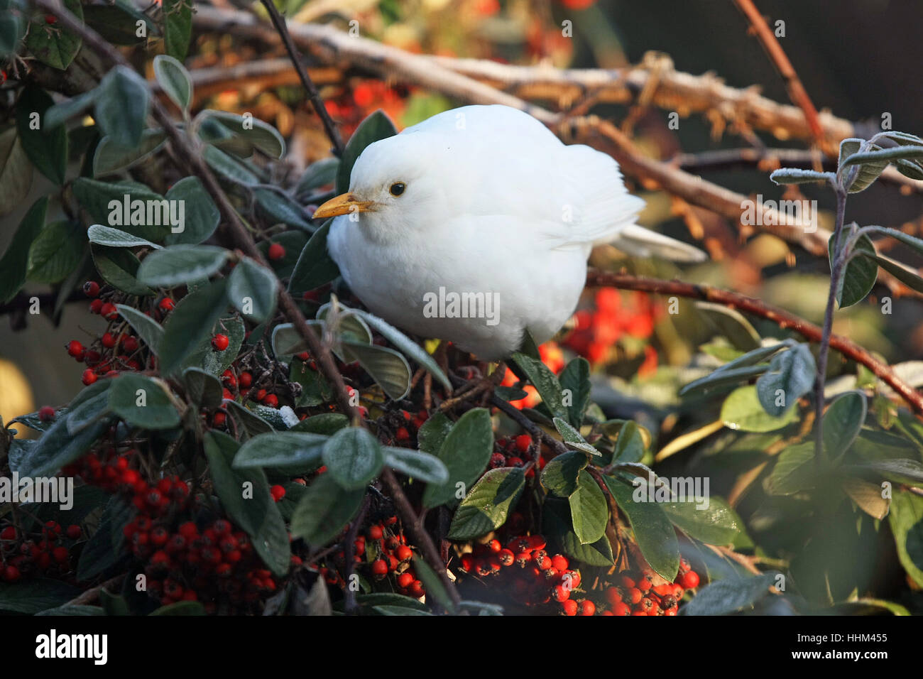 White (leucistic) Blackbird. Scientific name: Turdus merula. In a ...